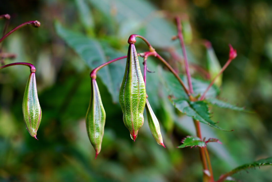 Balsam Bashing - Eye on Calderdale