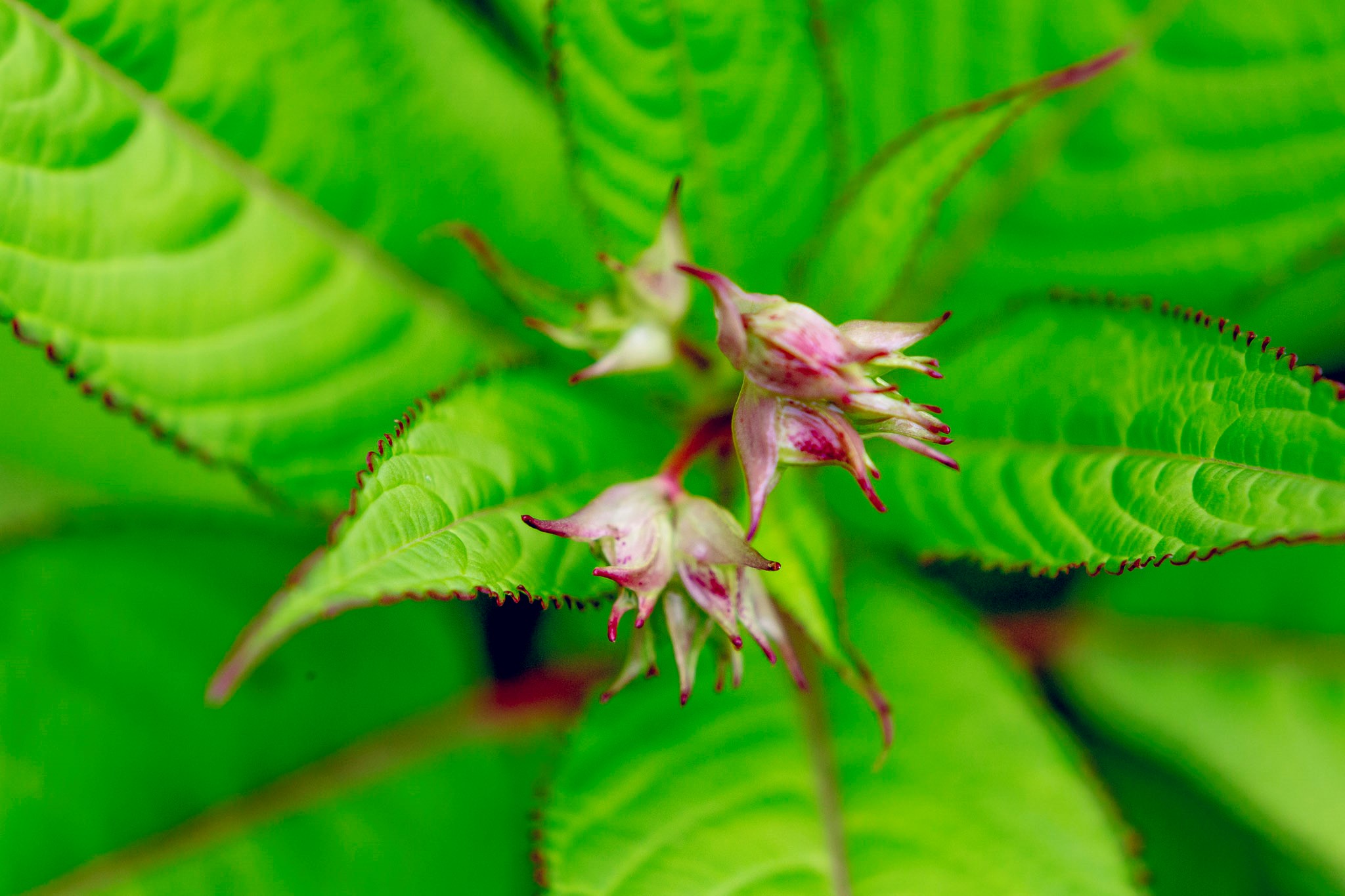 Balsam bashing days - Eye on Calderdale