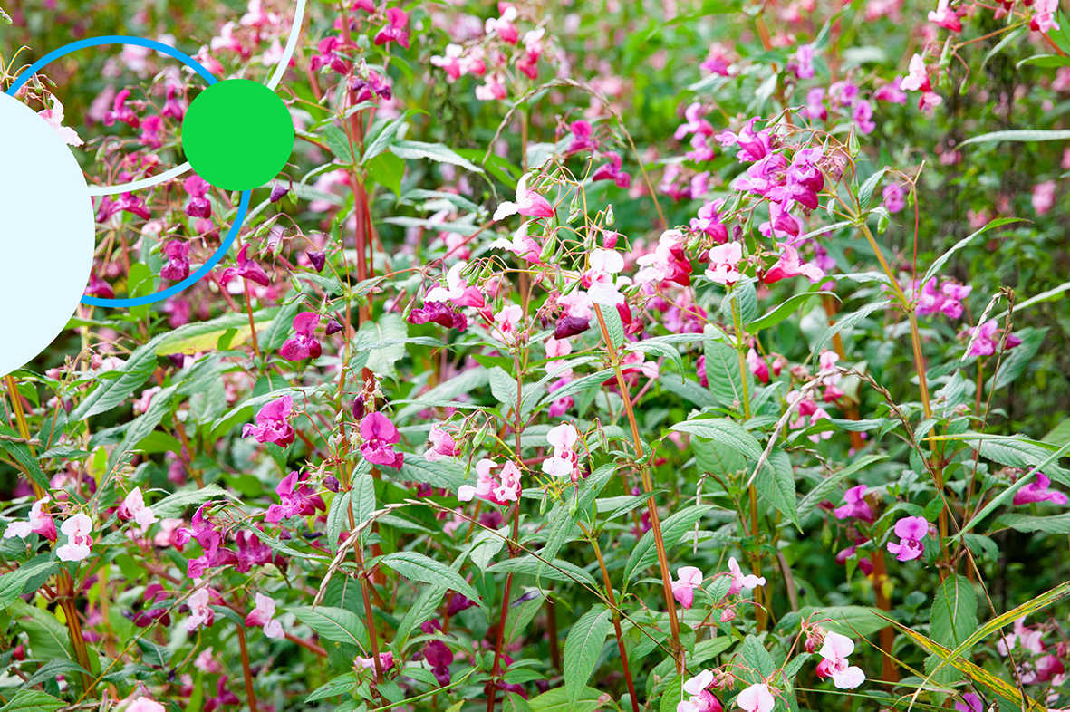 INNS Mapper - Eye on Calderdale